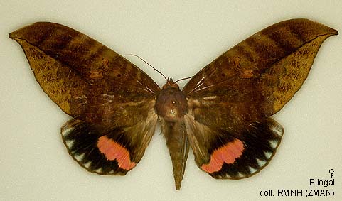 Papua Insects Foundation (Lepidoptera/Erebidae (Calpinae, Phyllodini ...